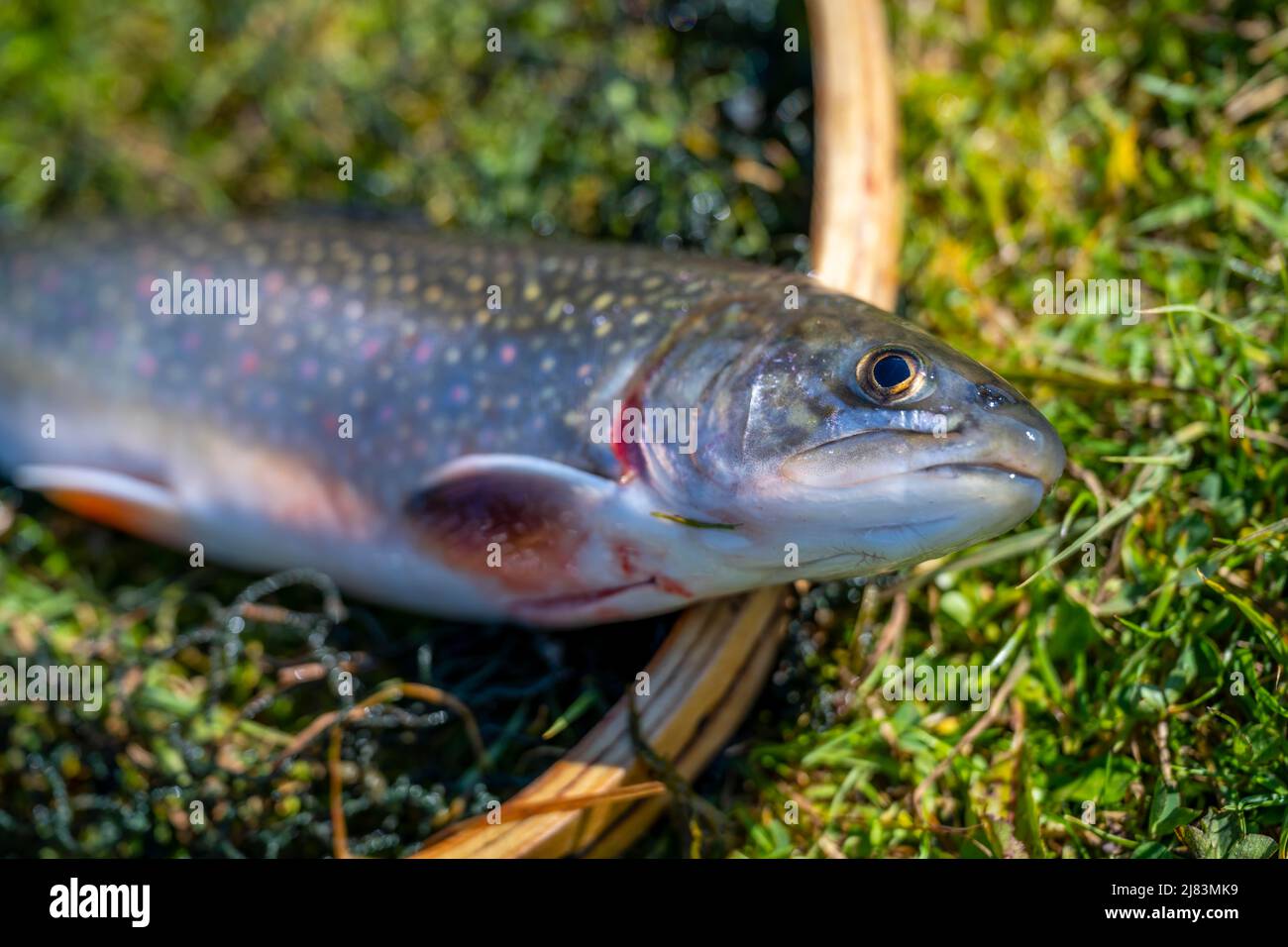 Trout fish fishing hi-res stock photography and images - Alamy