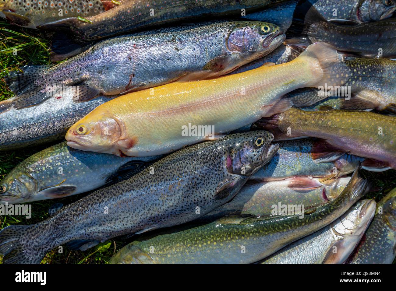 Species of trout hi-res stock photography and images - Alamy