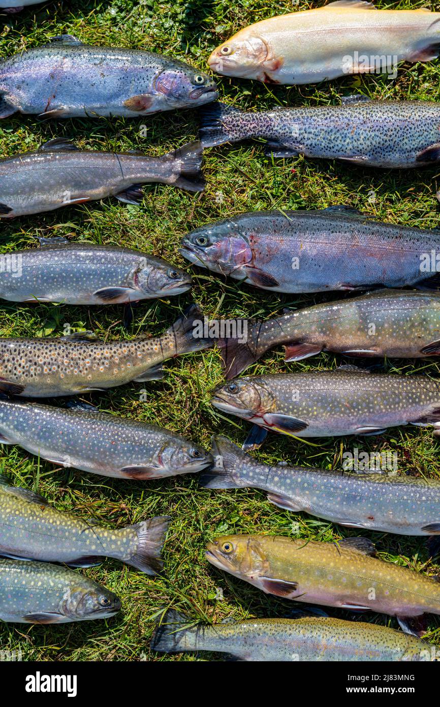 Many caught trout lie in the grass, different species of trout, edible ...