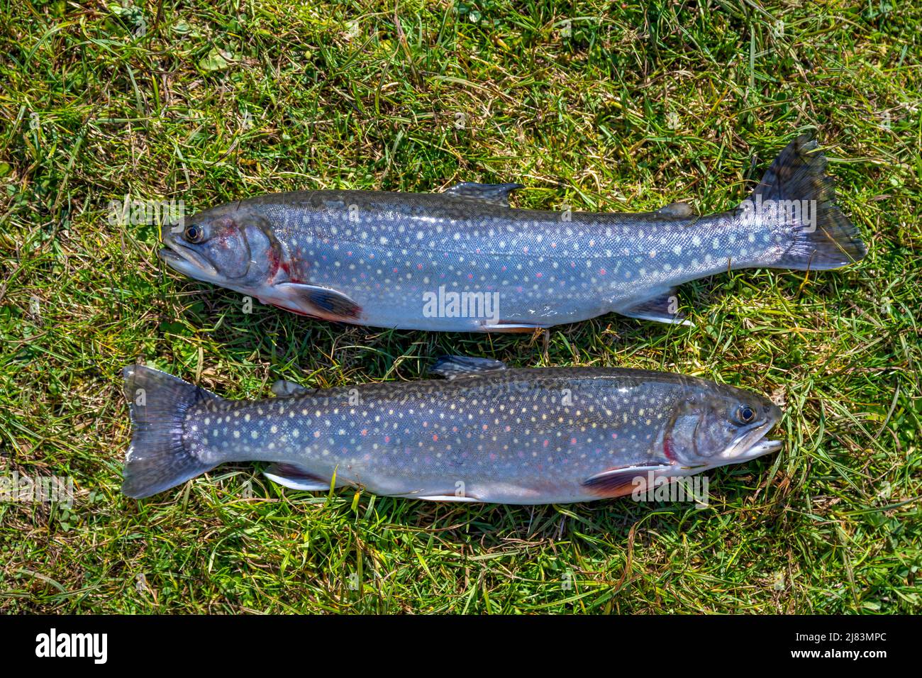 Fishing, two caught trout lie in the grass Stock Photo - Alamy