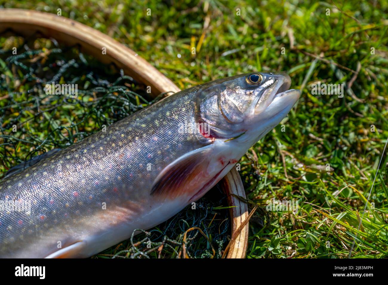Fish in net fishing hi-res stock photography and images - Alamy