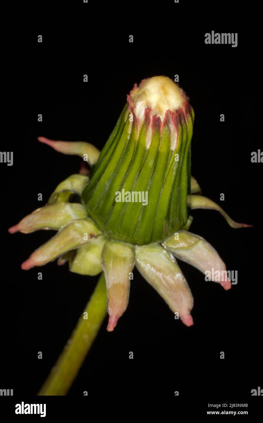 Closed bud of a common dandelion (Taraxacum sect. Ruderalia), studio ...