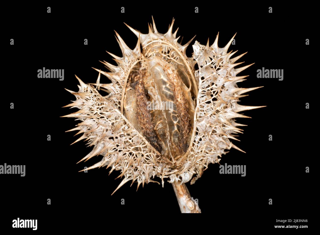 Dried cover of a jimson weed (Datura stramonium), studio photograph ...