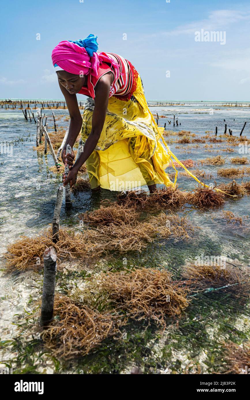 Red algae (Rhodophyta), farm in shallow water, woman harvesting red ...