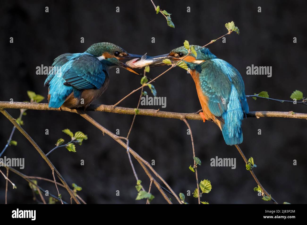 Common kingfishers (Alcedo atthis), mating feeding, male hands over ...