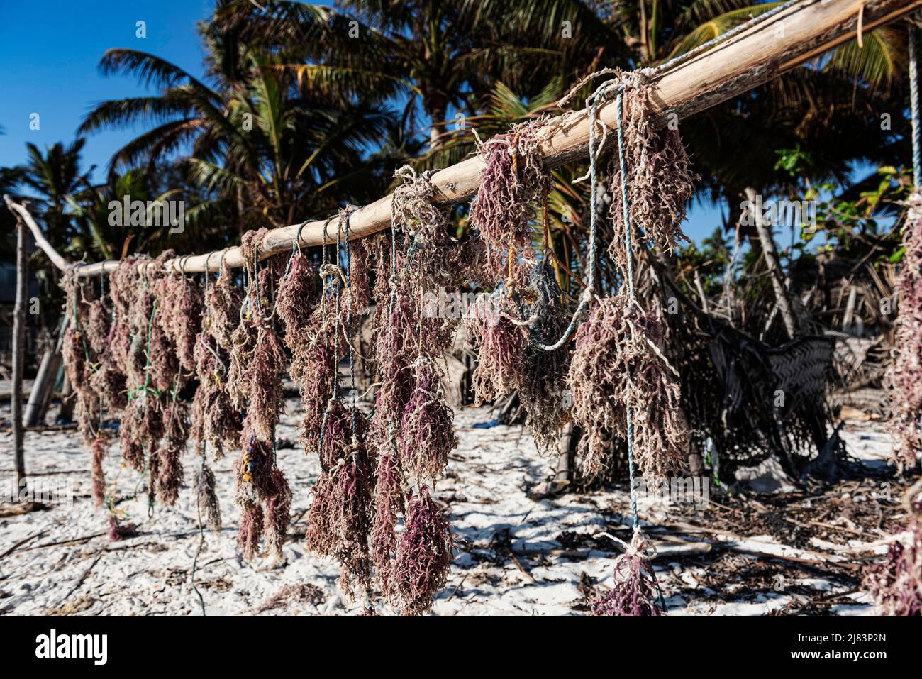 Red alga (Rhodophyta), Seaweed dries in the sun, Matemwe, East Coast ...
