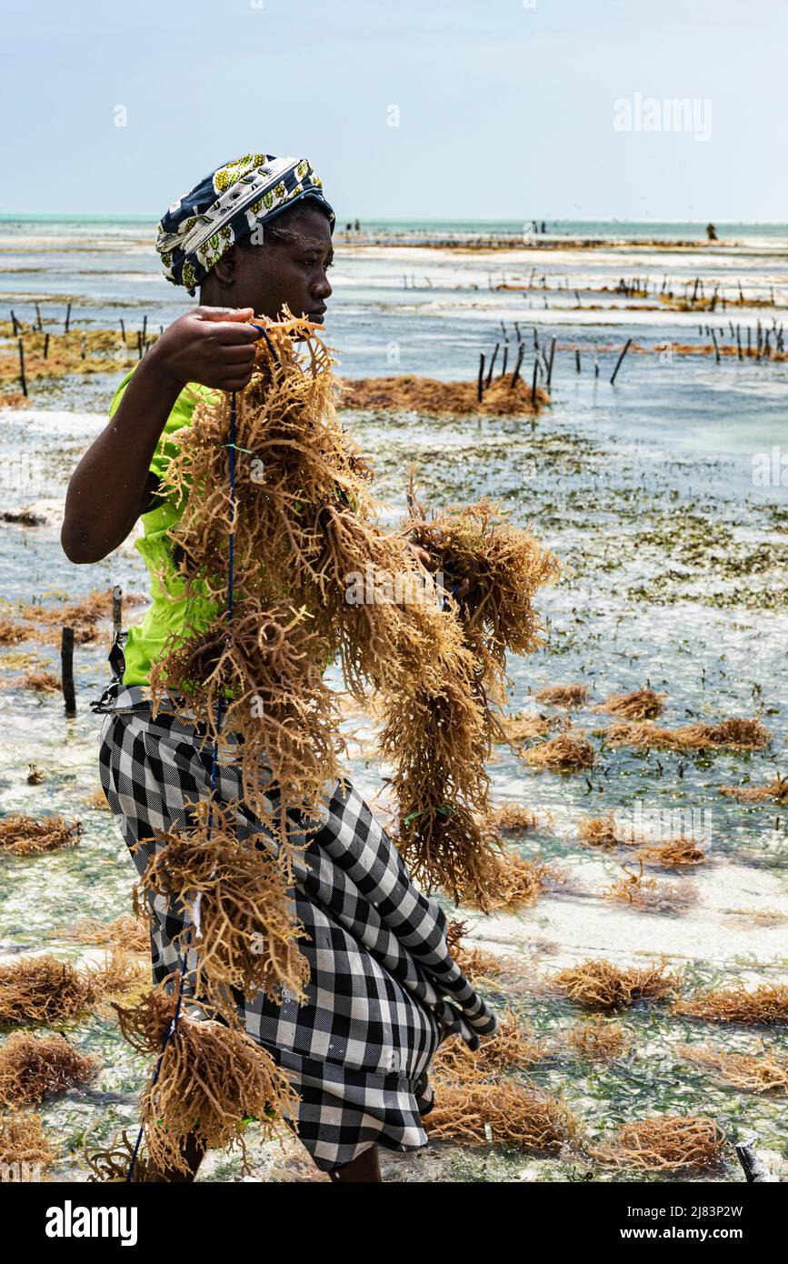 Red algae (Rhodophyta), farm in shallow water, woman harvesting red ...