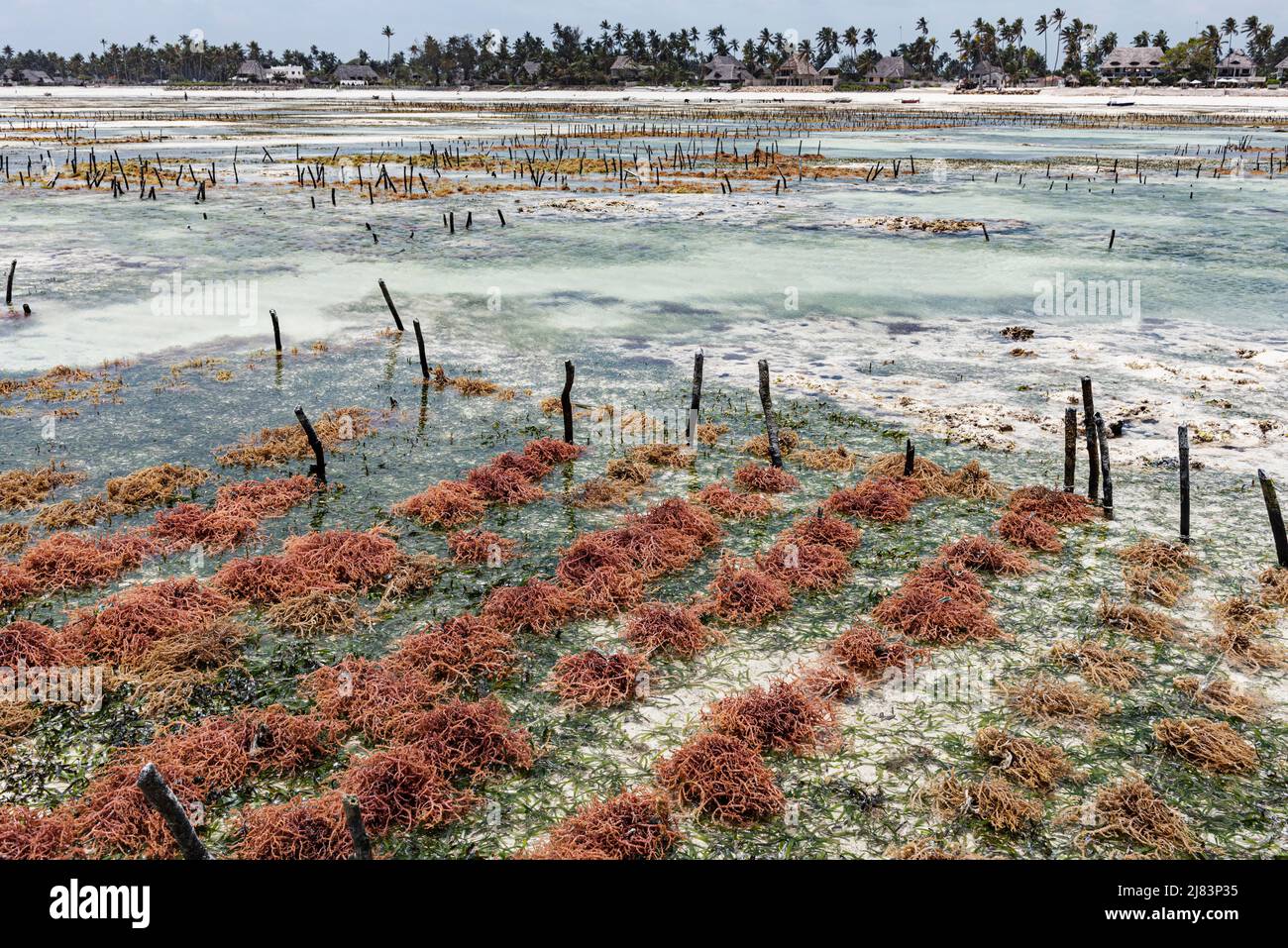 Red algae (Rhodophyta), farm in shallow water, Jambiani, east coast ...