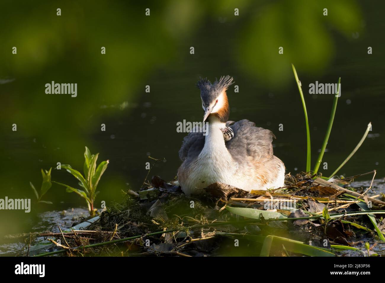 Great crested grebe (Podiceps cristatus) on nest with young bird in ...