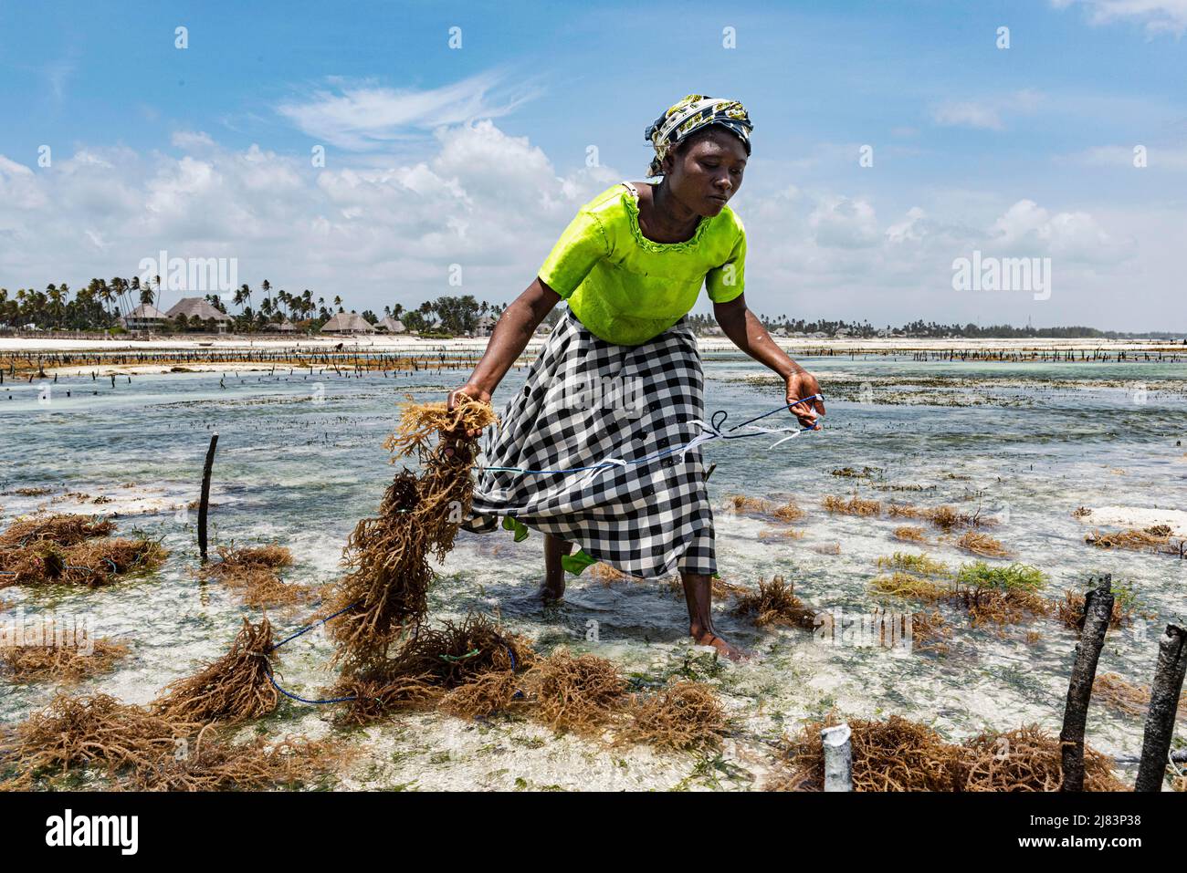 Red algae (Rhodophyta), farm in shallow water, woman harvesting red ...