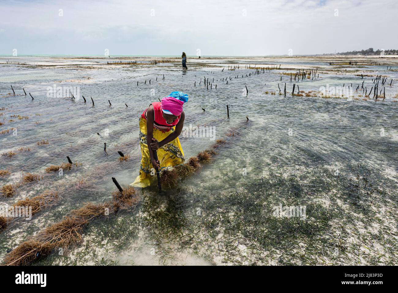Red algae (Rhodophyta), farm in shallow water, woman harvesting red ...