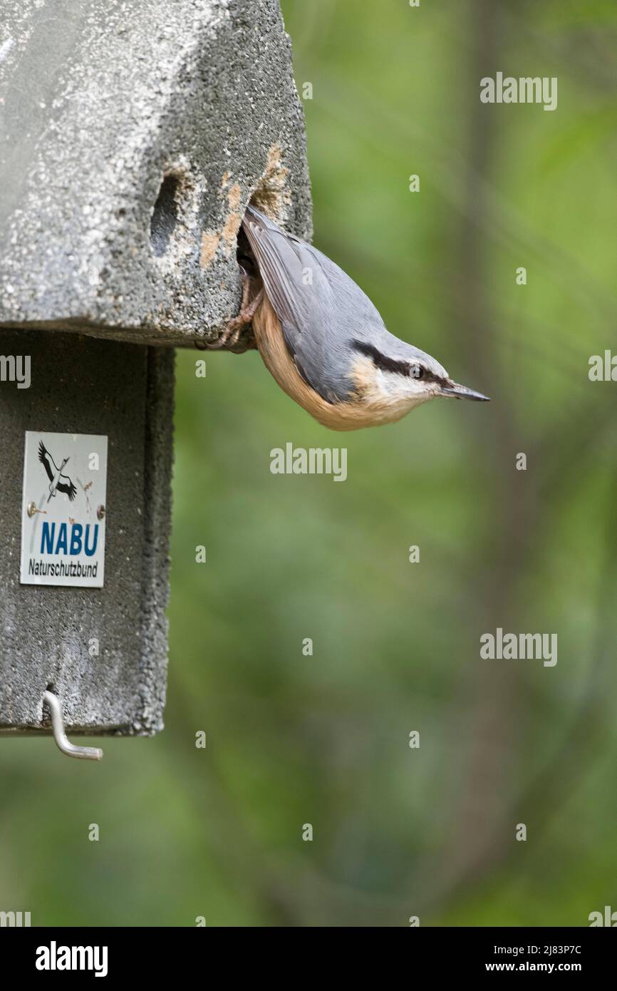 Eurasian nuthatch (Sitta europaea) at the nest box, Emsland, Lower ...