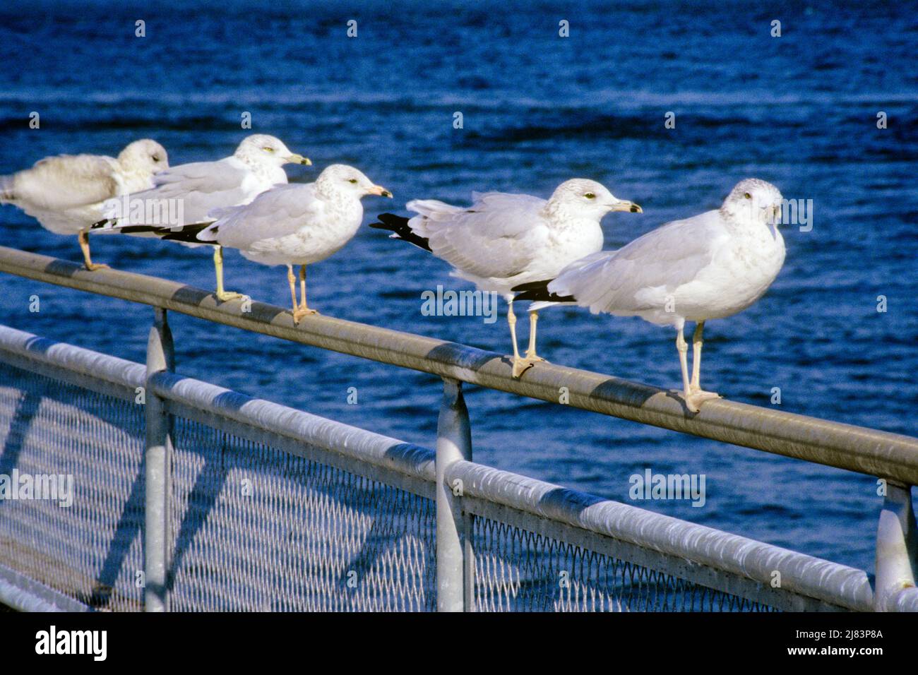 Ship railing vintage hi-res stock photography and images - Alamy