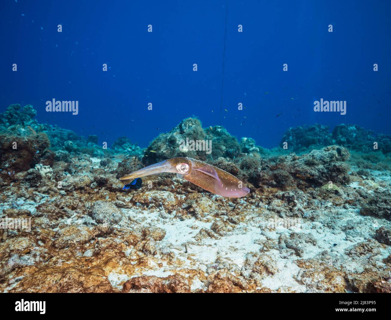 Reef Squid, Squid, Calamari, animal, aquatic, background, blue ...