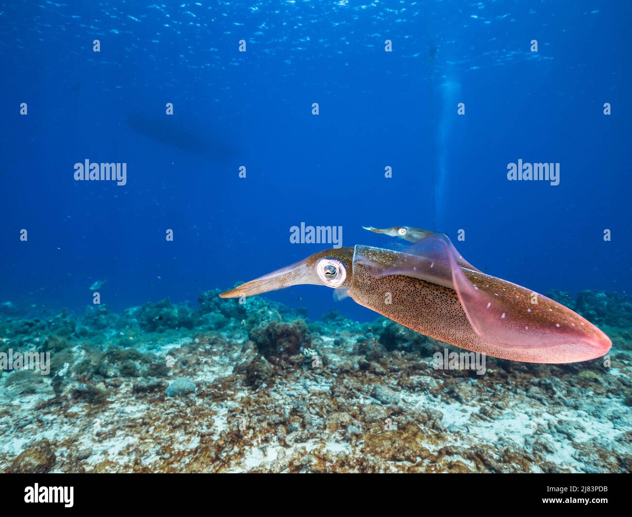 Reef Squid, Squid, Calamari, animal, aquatic, background, blue ...