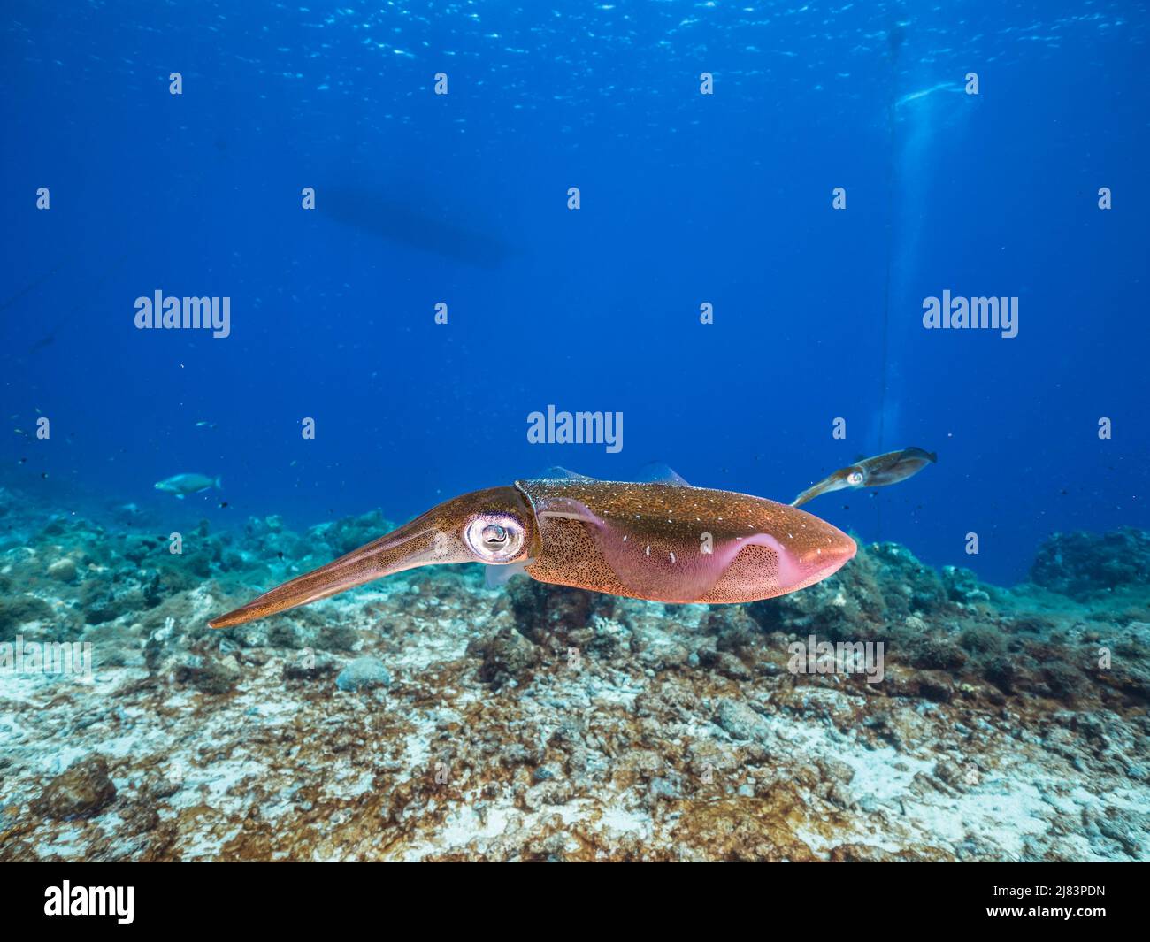 Reef Squid, Squid, Calamari, animal, aquatic, background, blue ...