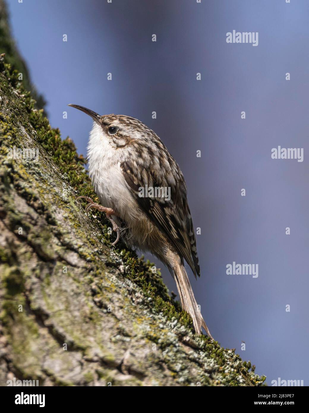 Short trunk hi-res stock photography and images - Alamy