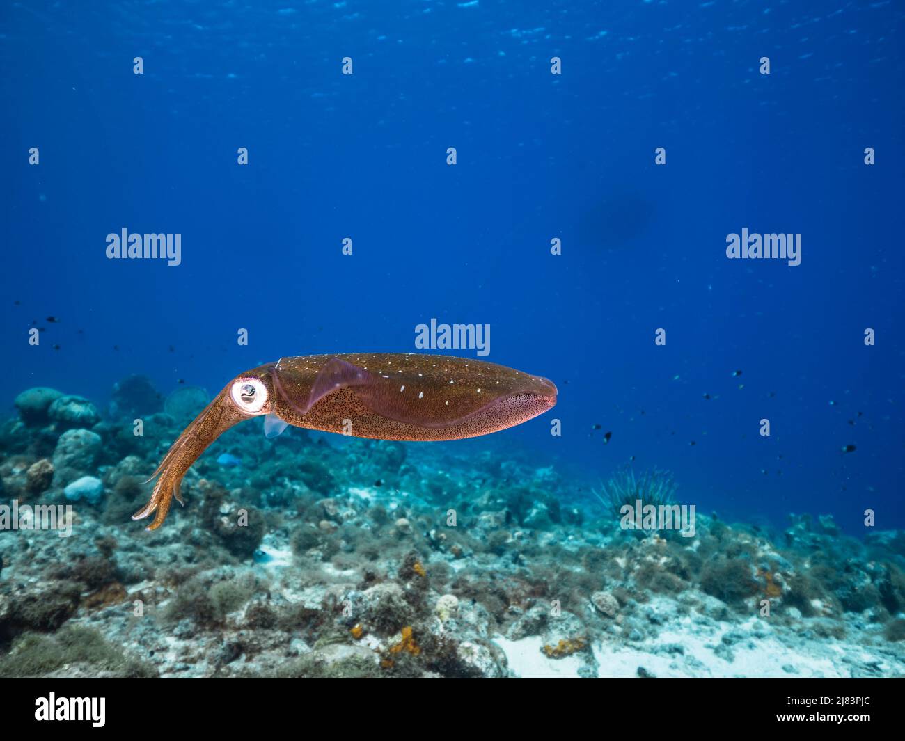 Reef Squid, Squid, Calamari, animal, aquatic, background, blue ...