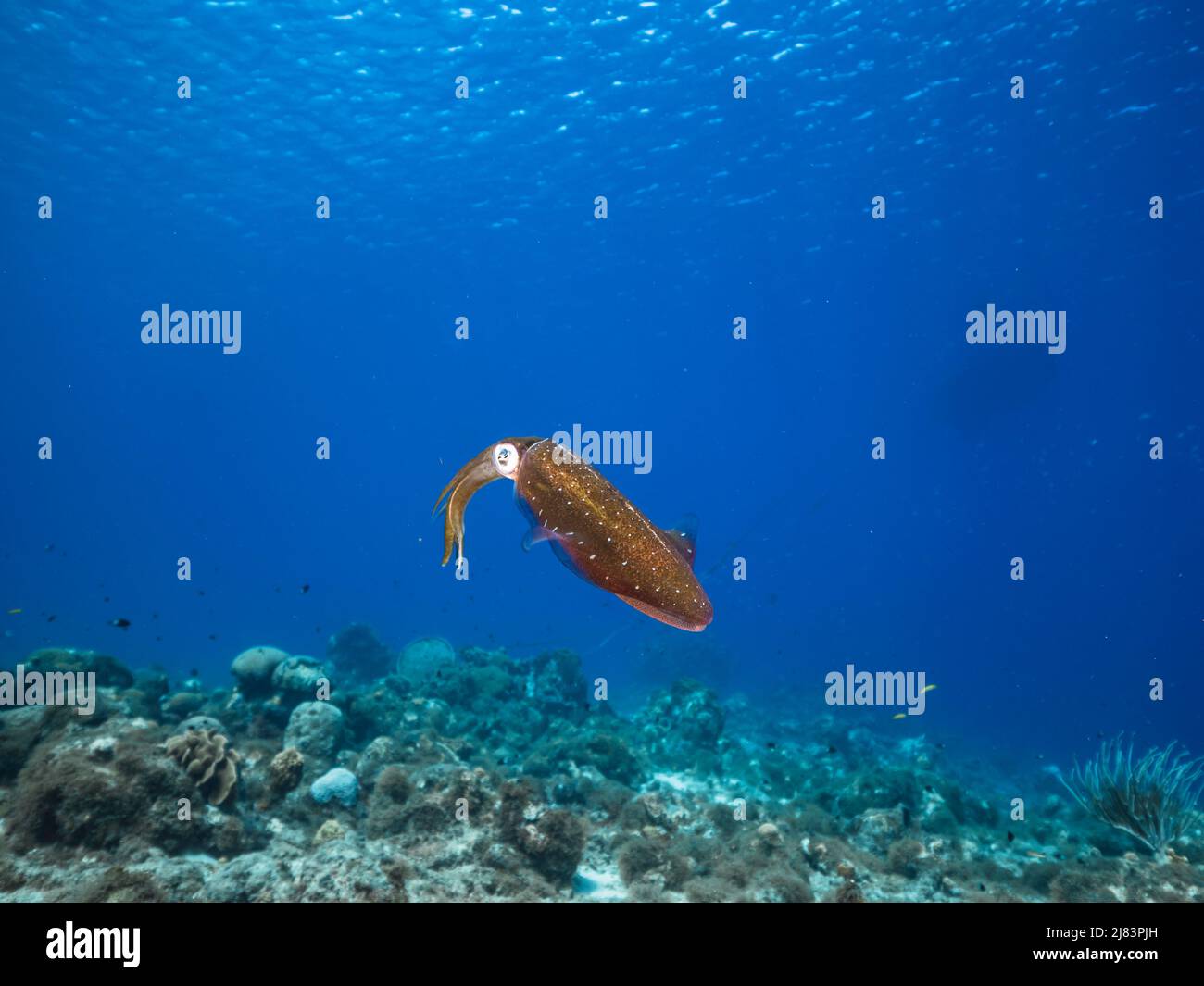 Reef Squid, Squid, Calamari, animal, aquatic, background, blue ...