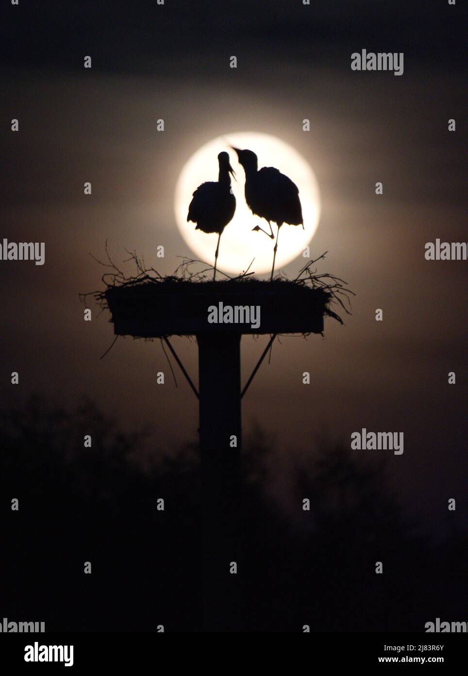 Pair of storks, two black storks, on a stork's nest at the edge of the ...