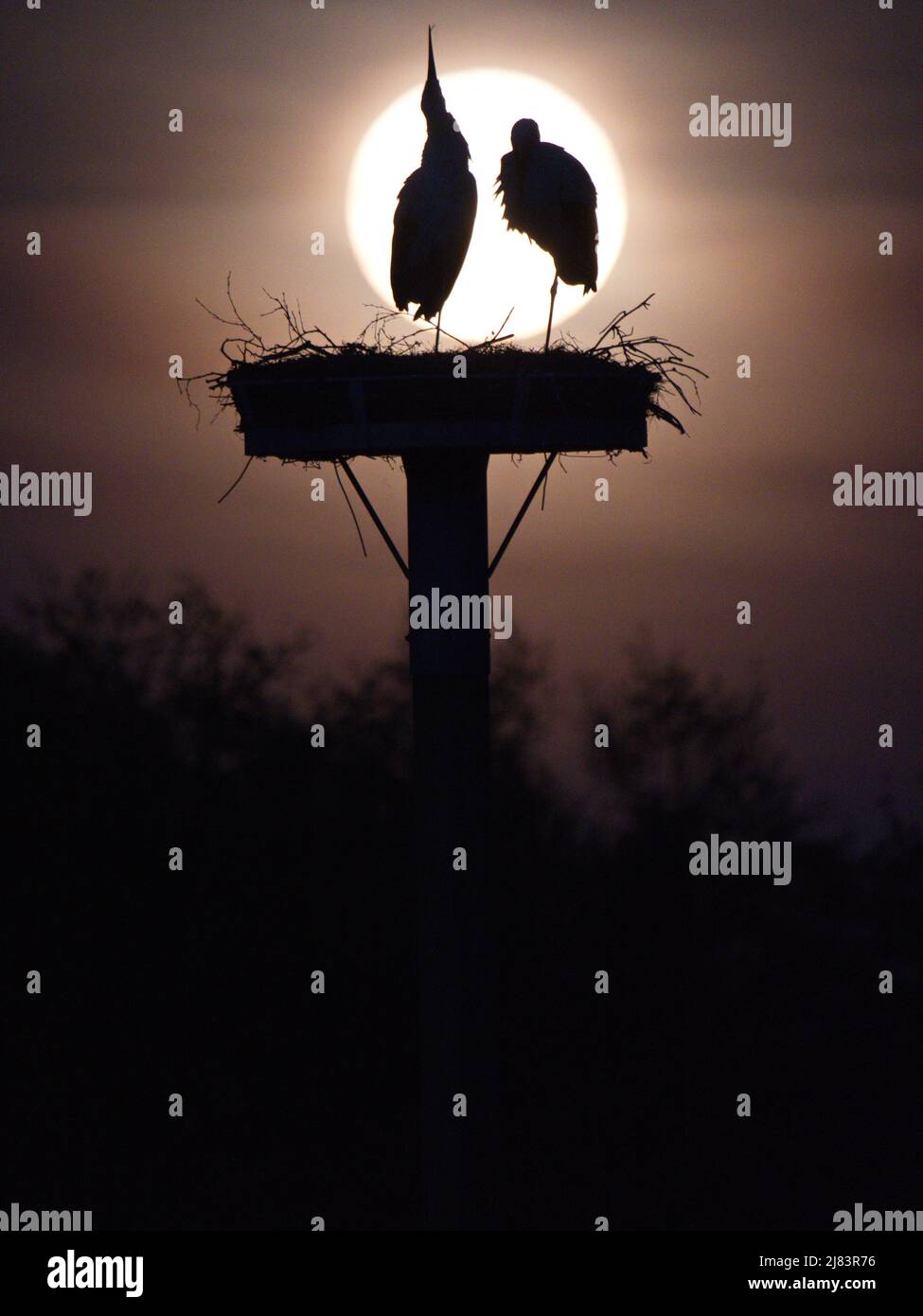 Pair of storks, two black storks, on a stork's nest at the edge of the ...