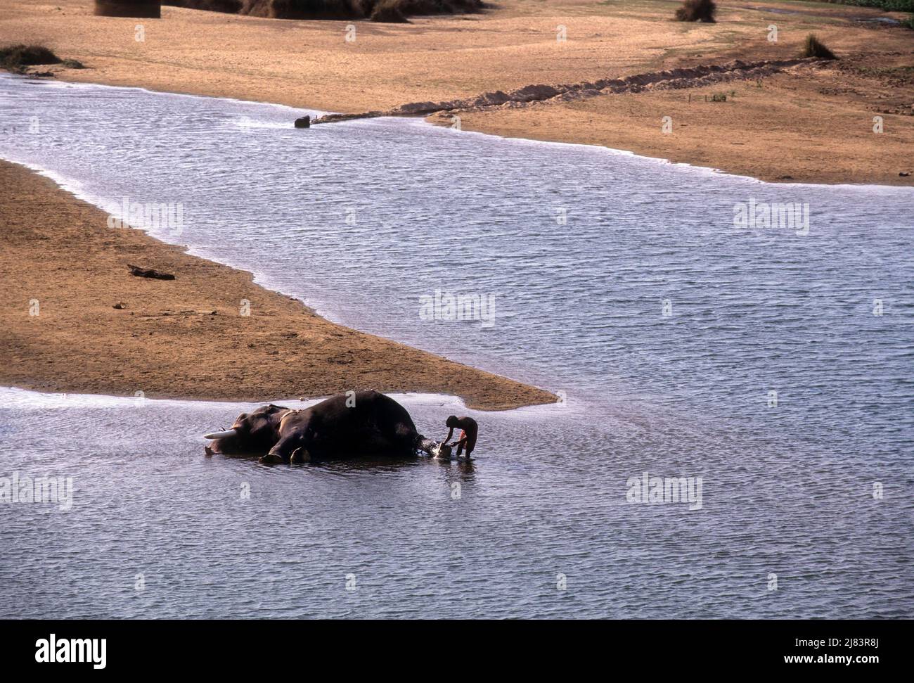 Elephant bathing in River Bharathappuzha, Kerala, India, Asia Stock ...