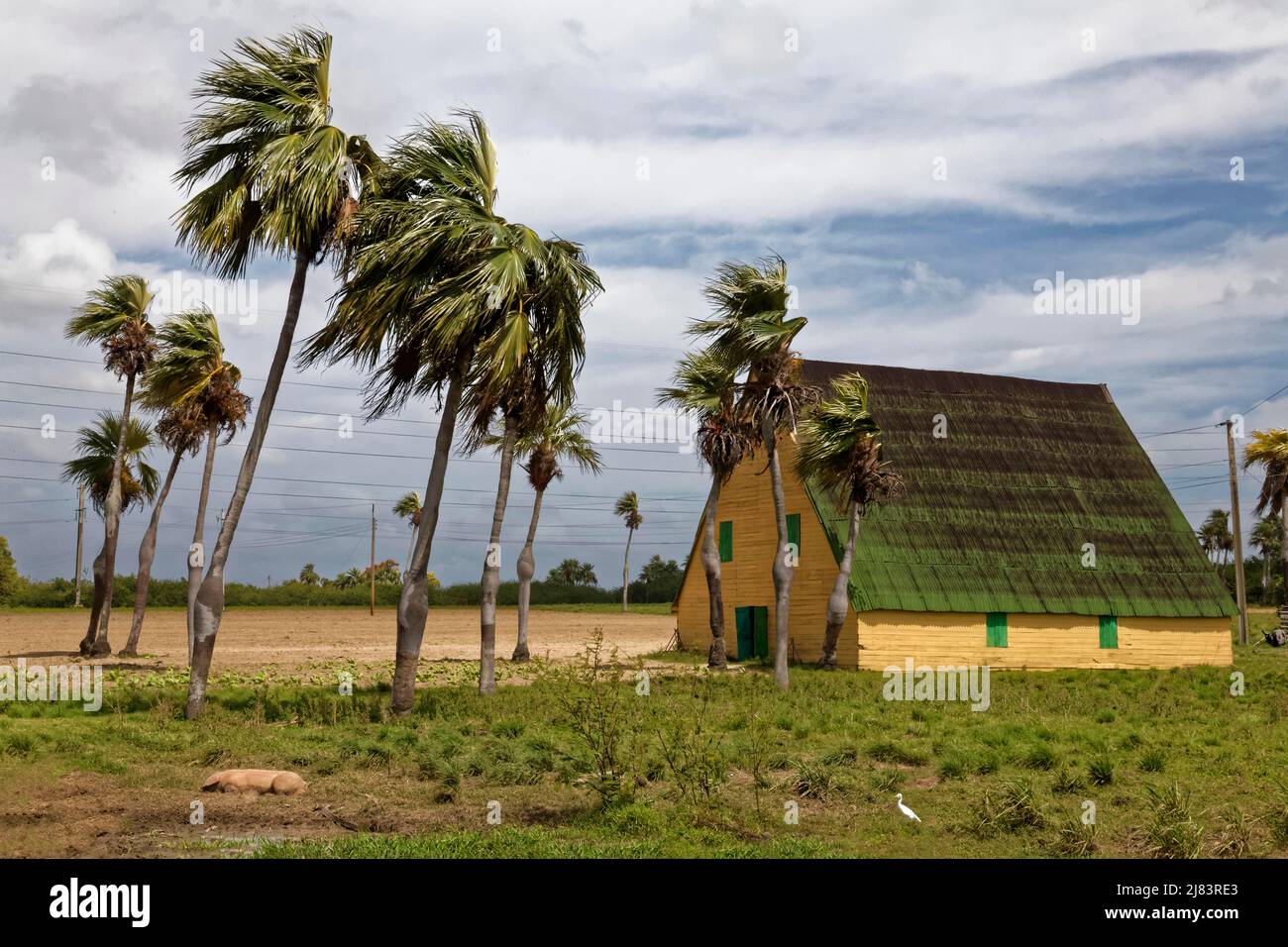 Barn with corrugated iron roof for drying tobacco leaves, Pregnant palm ...