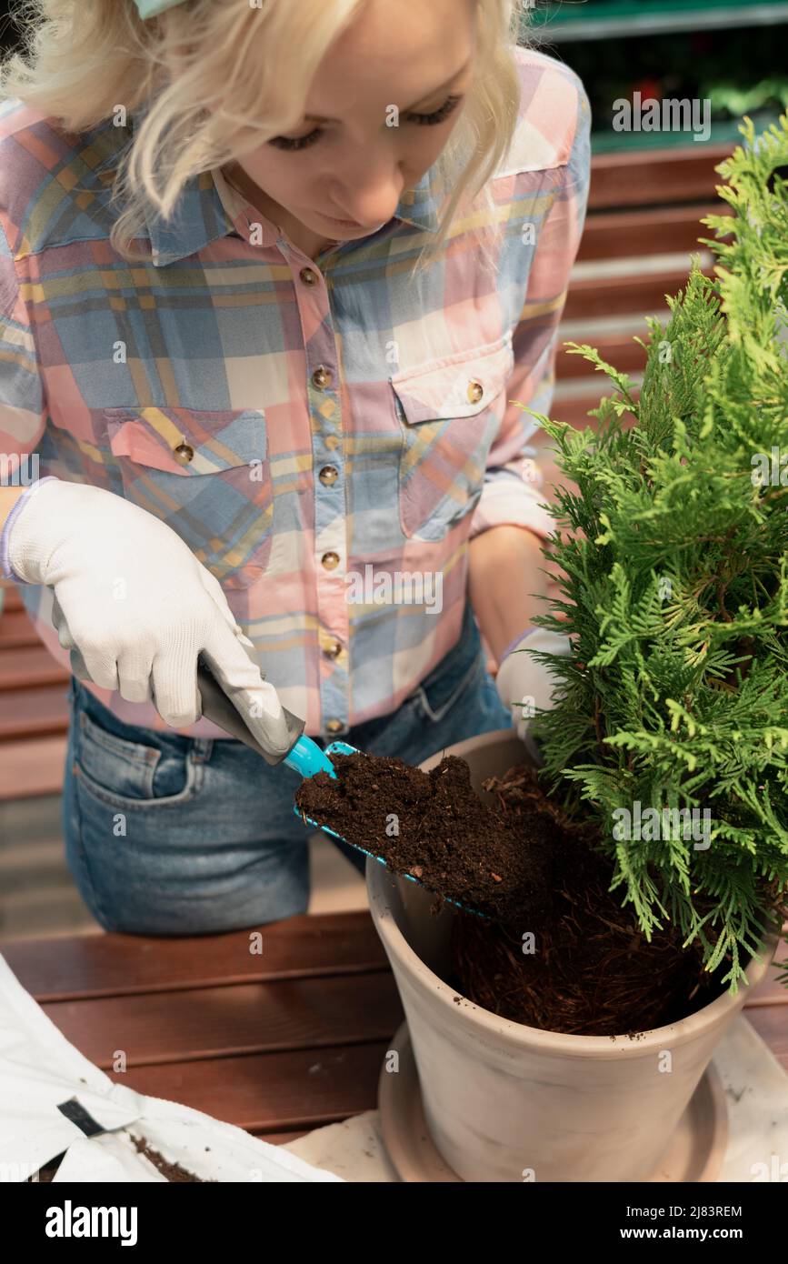 Woman planting a bush in flower pot using dirt in garden center Stock ...