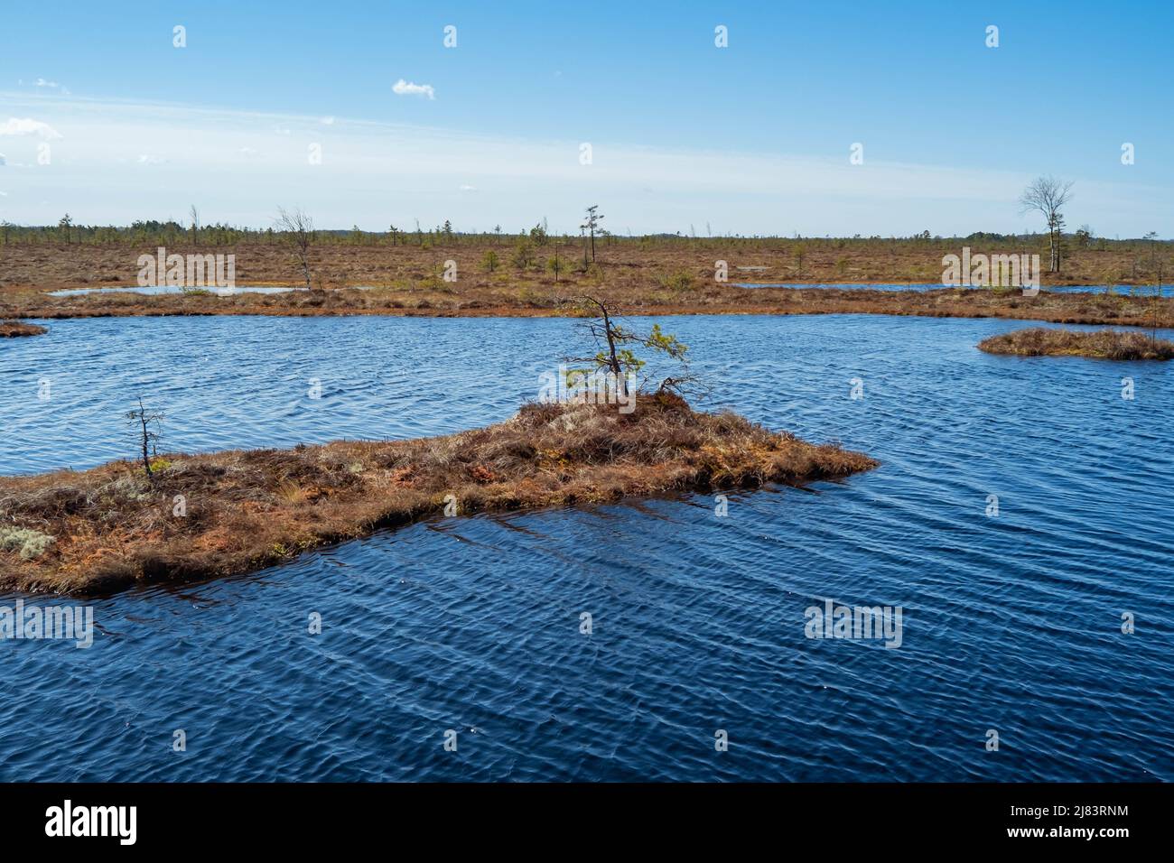 bog landscape with small bog pines, grass, moss and dark bog lake Stock ...
