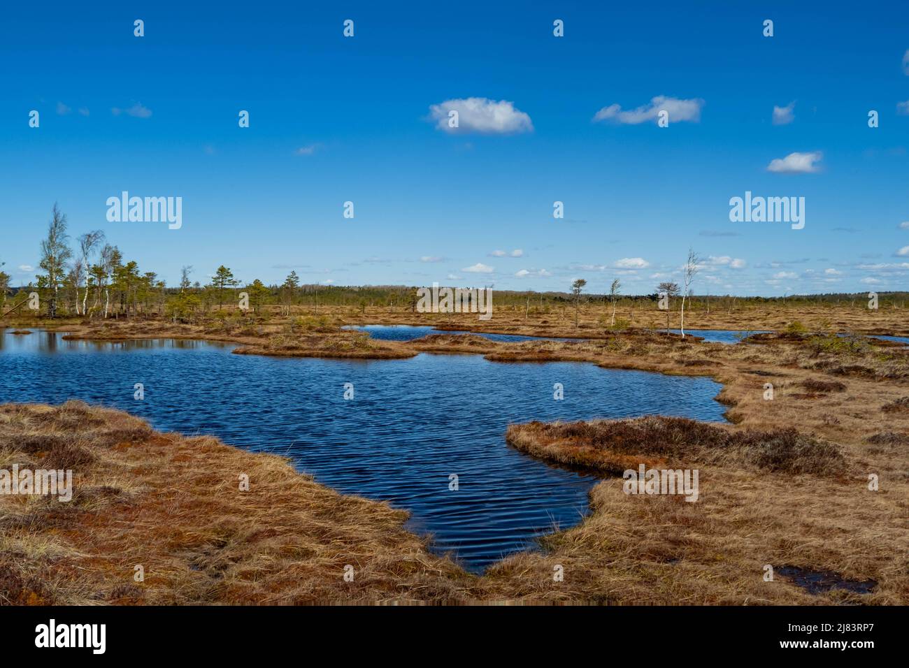 bog landscape with small bog pines, grass, moss and dark bog lake Stock ...