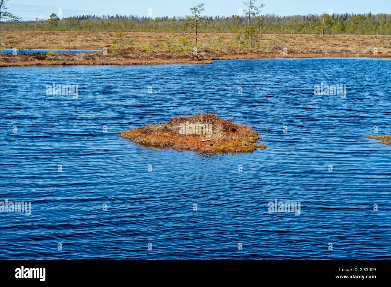 bog landscape with small bog pines, grass, moss and dark bog lake Stock ...