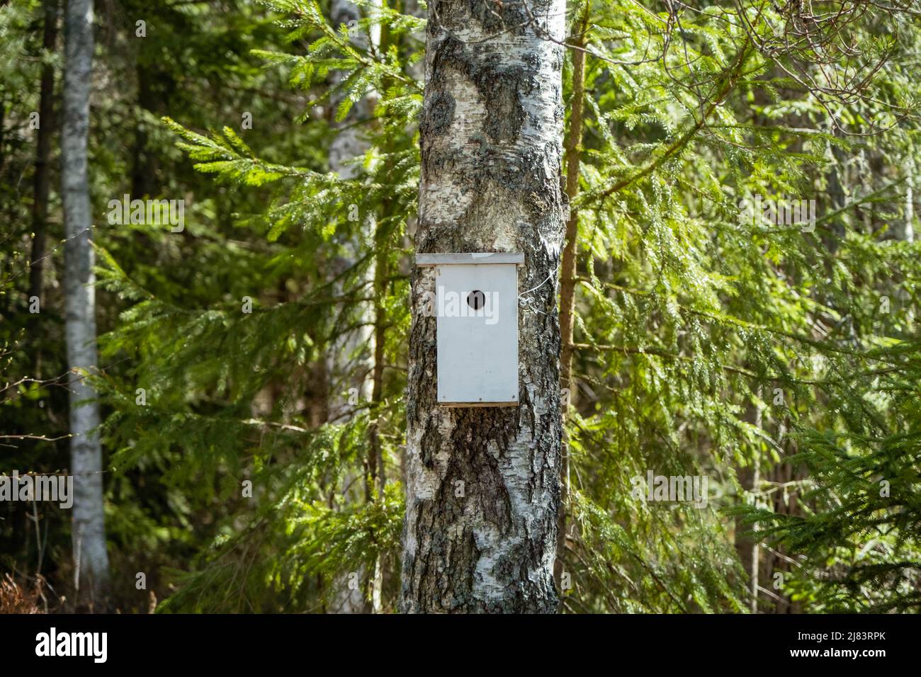 White box tree bark hi-res stock photography and images - Alamy