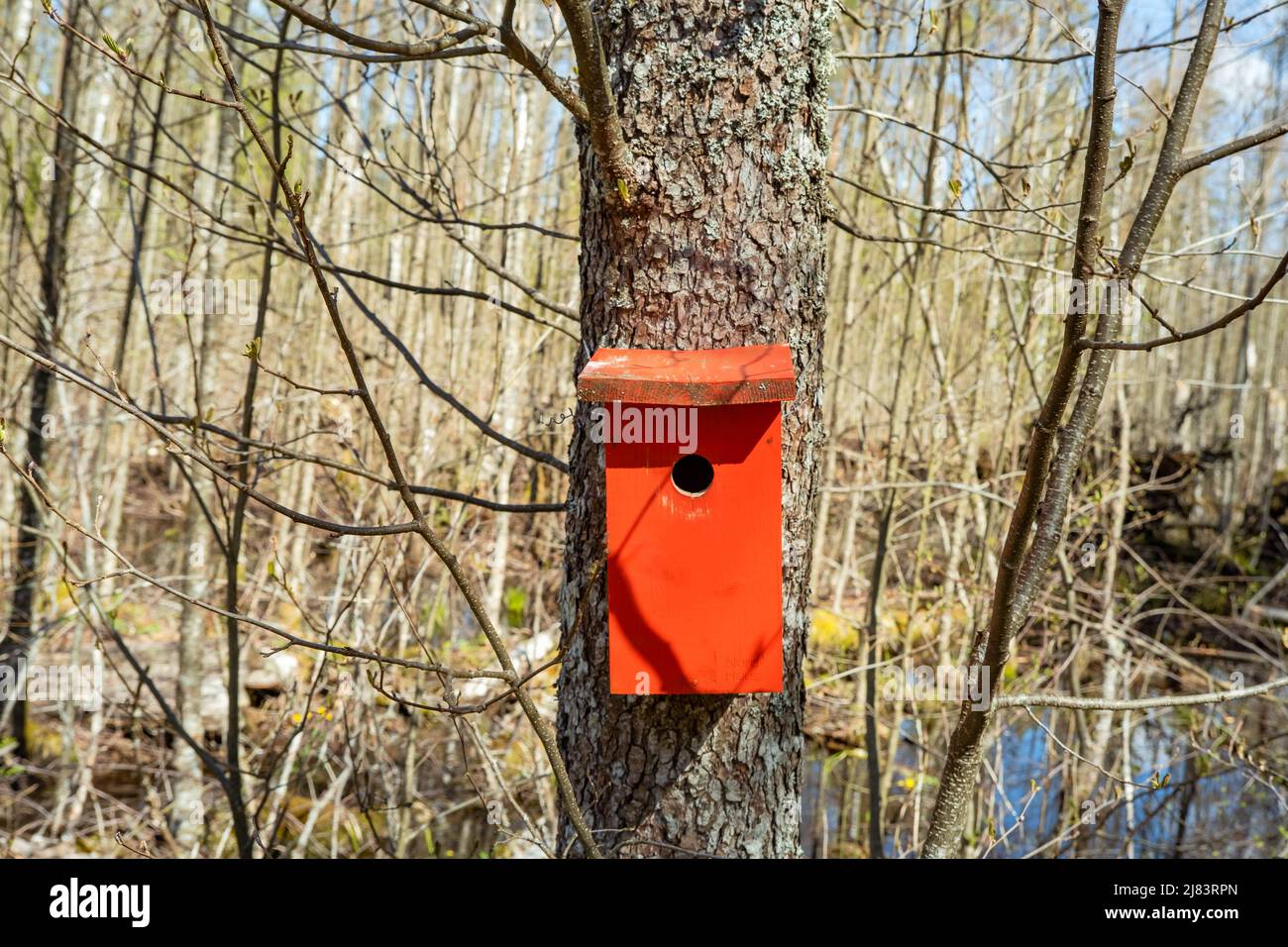 Beautiful red bird hi-res stock photography and images - Alamy
