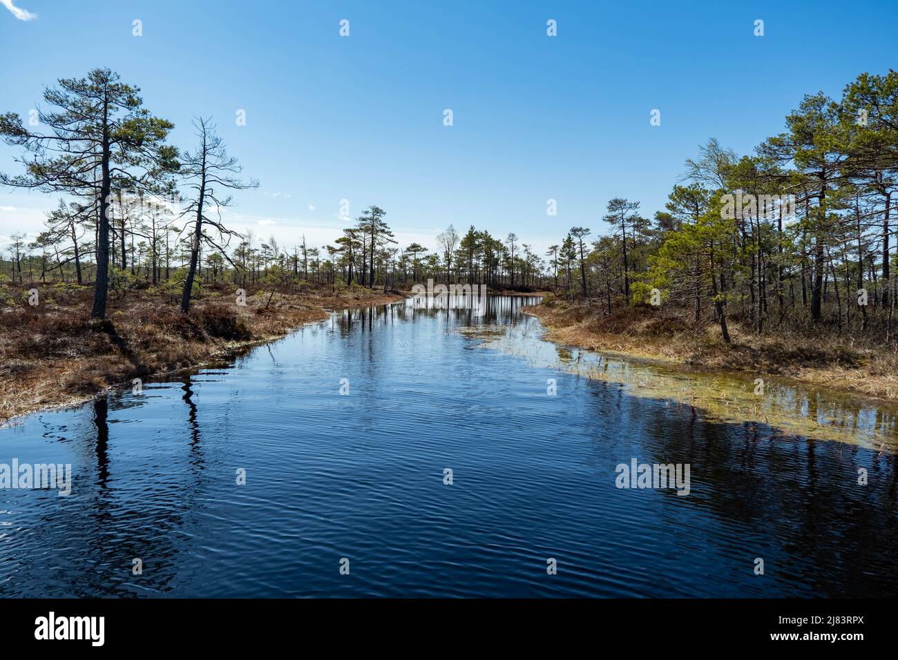 bog landscape with small bog pines, grass, moss and dark bog lake Stock ...