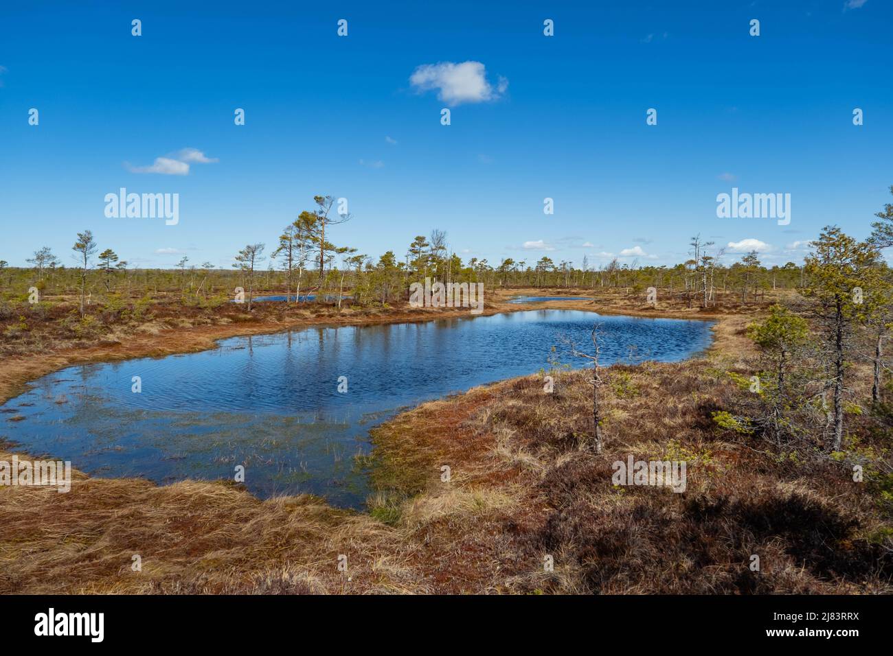 Swamp trees hi-res stock photography and images - Alamy