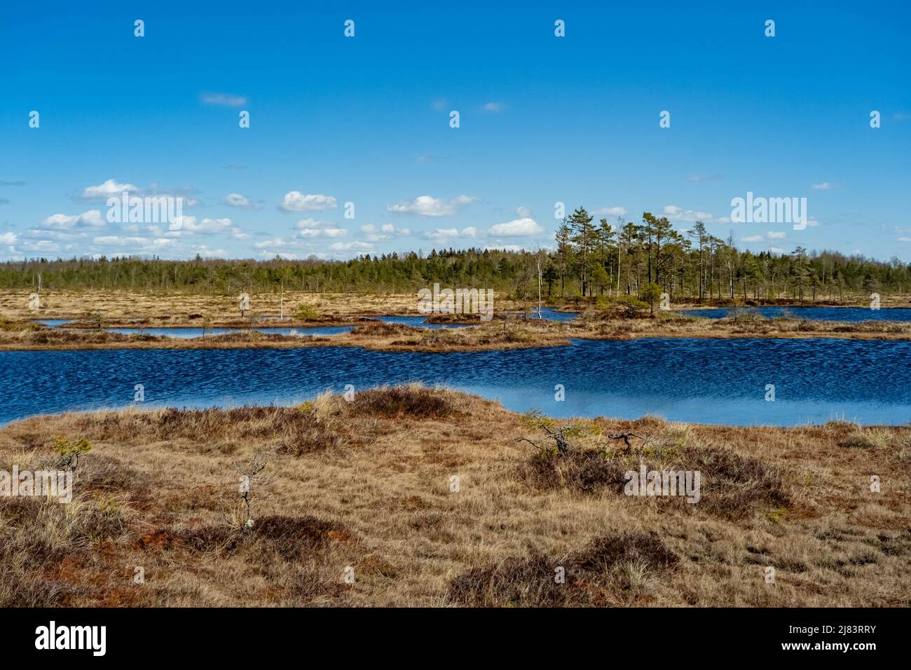 Spring landscape in the swamp. small swamp lakes, mosses and pines ...