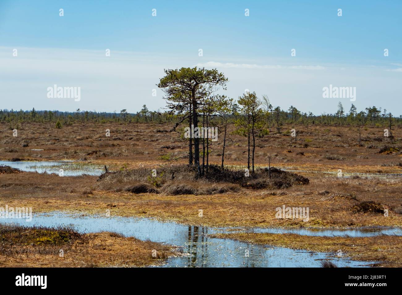 Wetland swamp water grass hi-res stock photography and images - Alamy