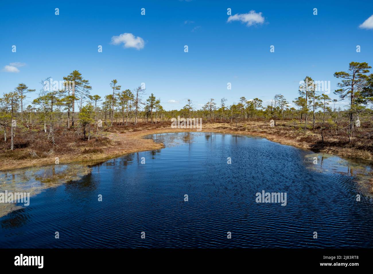 bog landscape with small bog pines, grass, moss and dark bog lake Stock ...