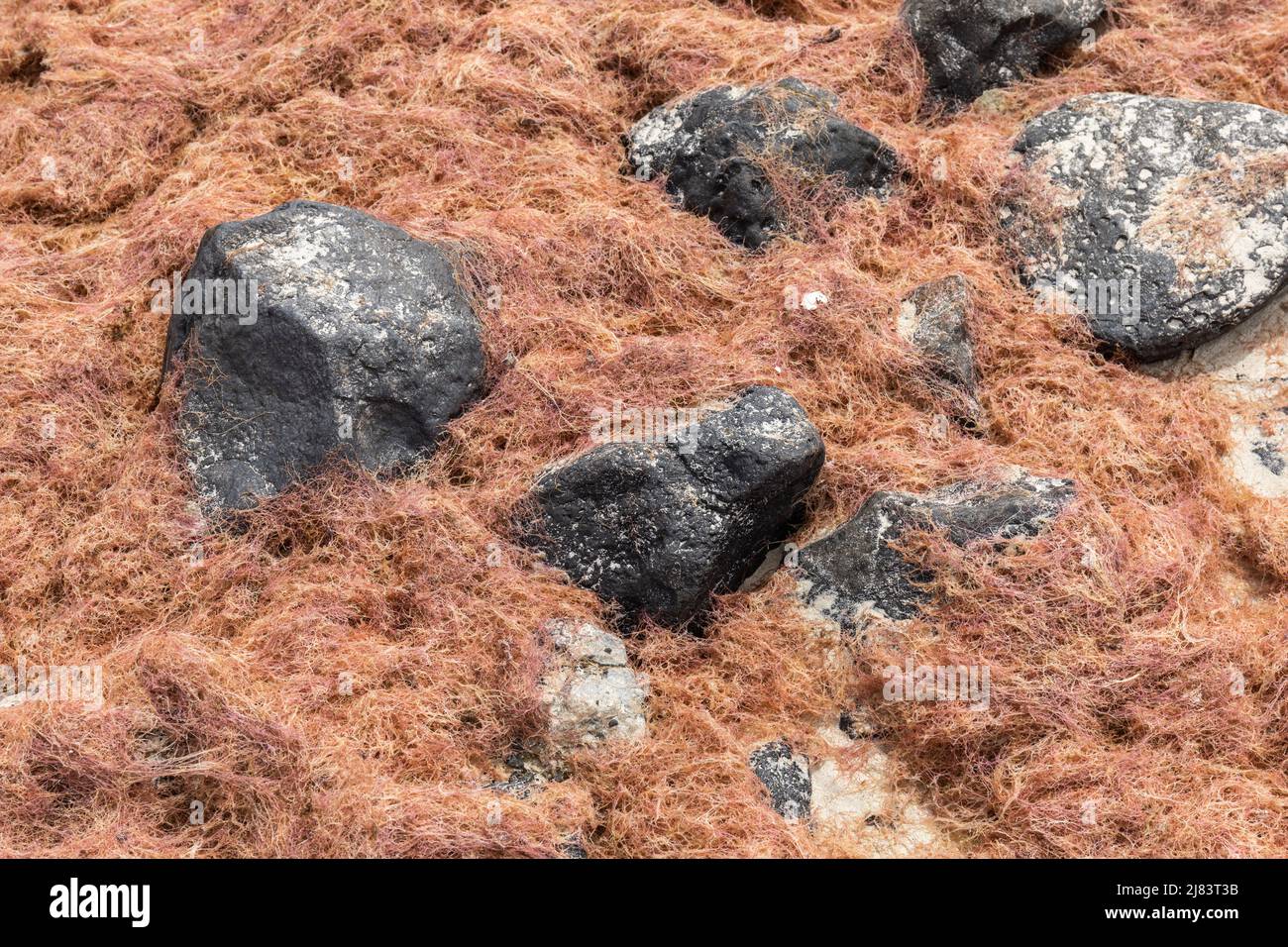 Red seaweed on the one end of the beach in Santa Maria, Sal, Cape Verde ...