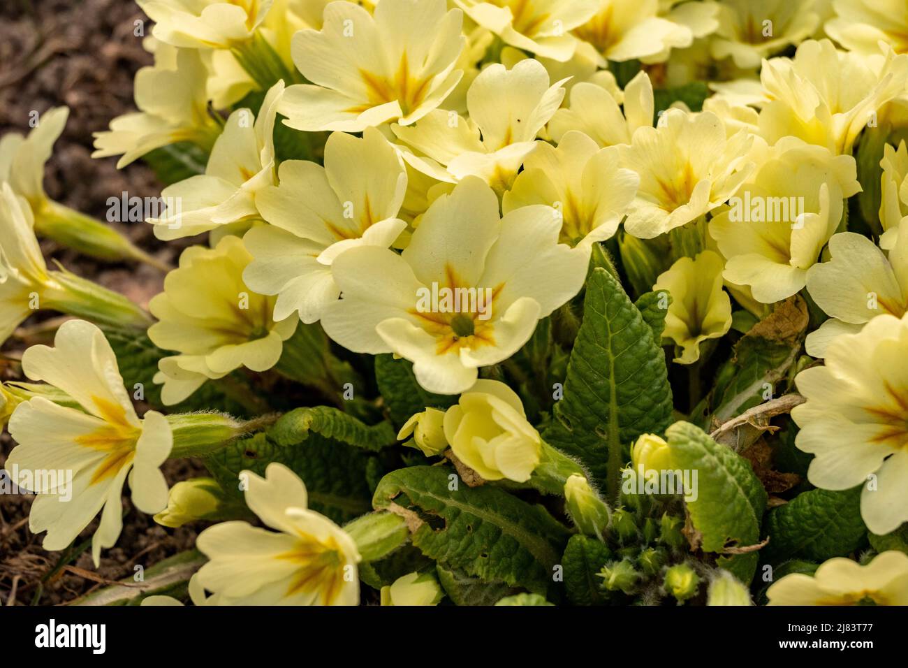 Yellow primrose flowers growing in the garden, announcing the upcoming ...