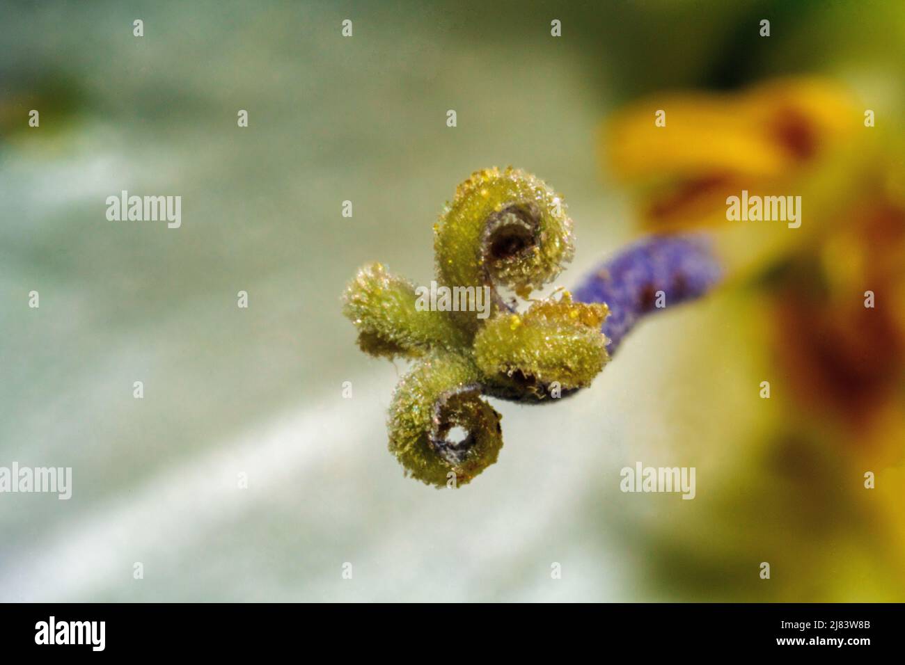 Flower stem texture hi-res stock photography and images - Alamy