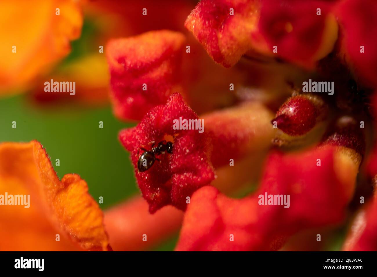 Photos Inside Of Stem Flowers