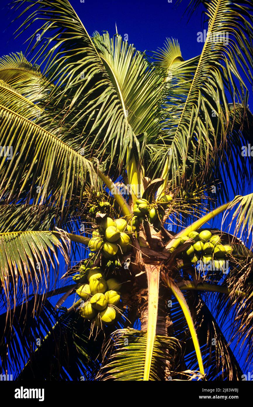 Coconut tree immature green coconuts hi-res stock photography and ... Coconut tree immature green coconuts hi-res stock photography and ...