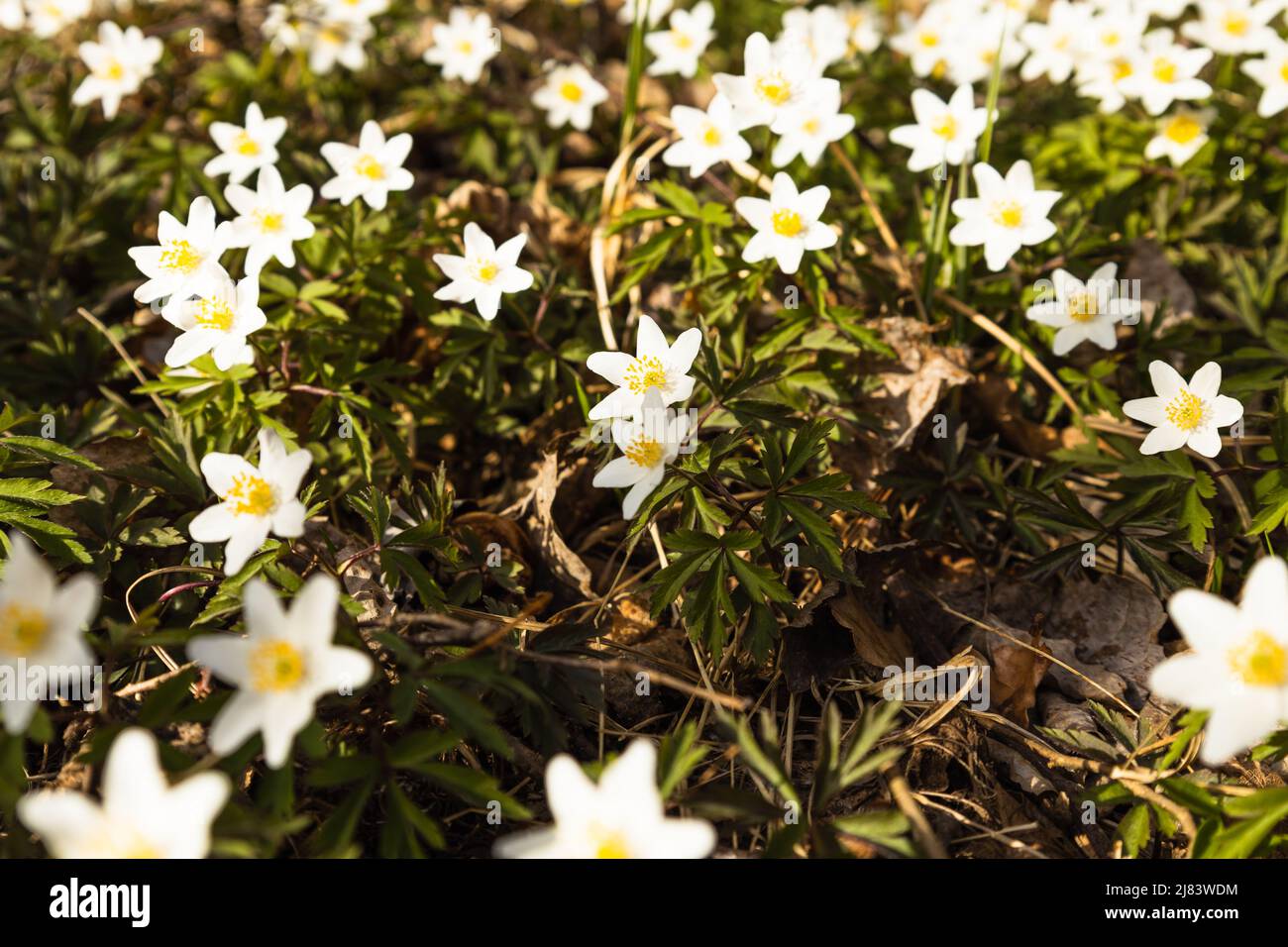 First spring flower, white wildflower or Hepatica Nobilis blooming in ...