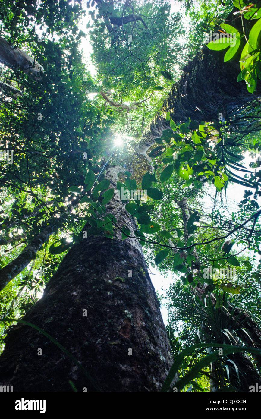 Rainforest Sepilok Forest Reserve, Sabah, Borneo, Malaysia Stock Photo ...