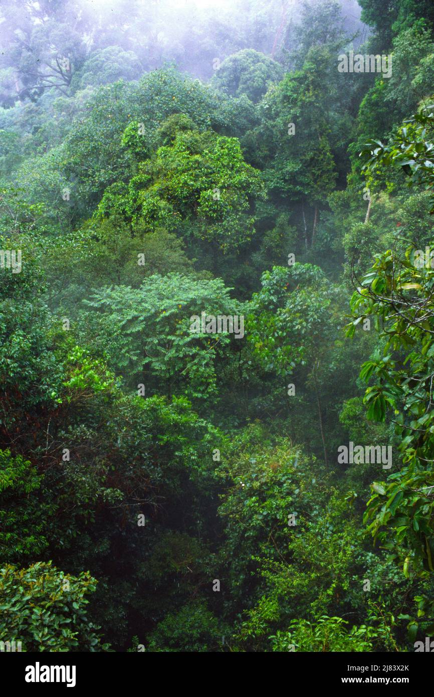Rainforest Danum Valley Forest Reserve, Sabah, Borneo, Malaysia Stock ...
