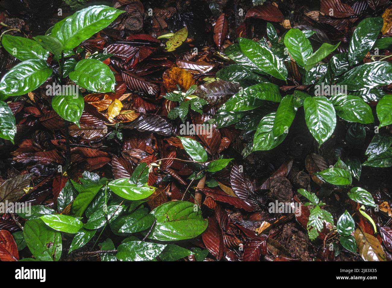 Rainforest, Mt. Kinabalu National Park, Borneo, Malaysia. Forest floor ...