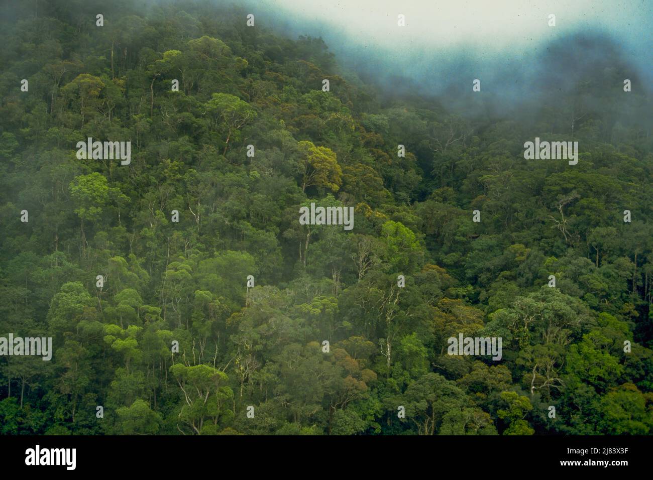 Rainforest, Mt. Kinabalu National Park, Borneo, Malaysia Stock Photo ...