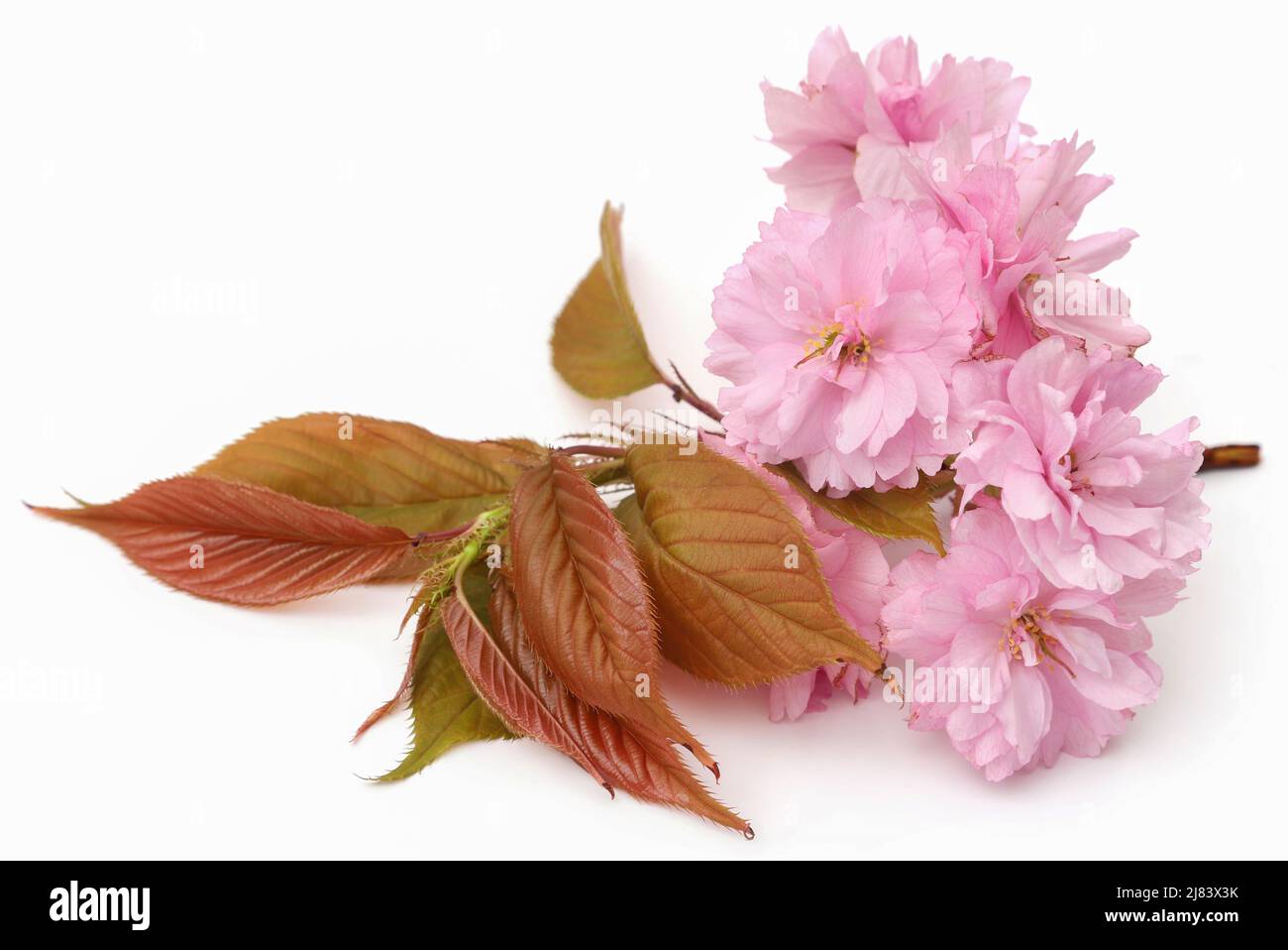 Closeup blooming pink prunus Cut Out Stock Images & Pictures - Alamy