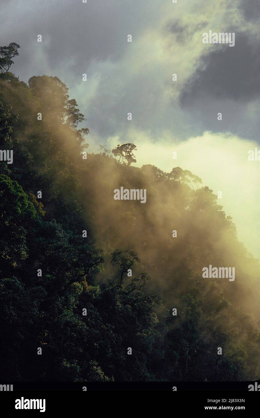 Rainforest, Mt. Kinabalu National Park, Borneo, Malaysia Stock Photo ...